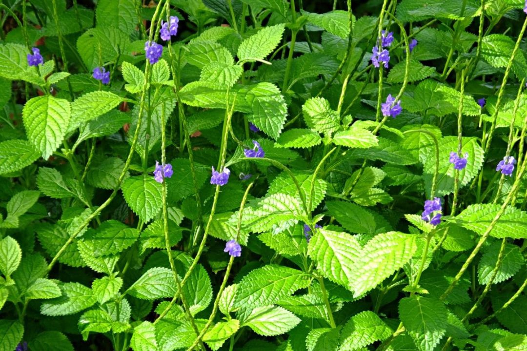 Making Beautiful Gardens With Porterweed Plants