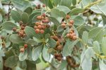 Create a Gorgeous Garden Hedge with Silver Buttonwood Tree