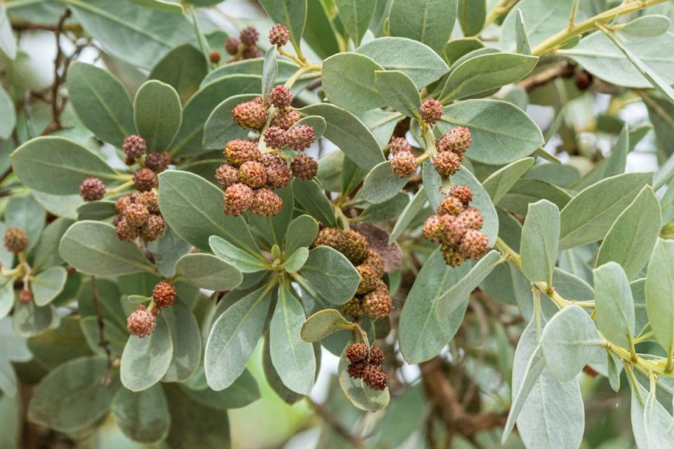 Create a Gorgeous Garden Hedge with Silver Buttonwood Tree