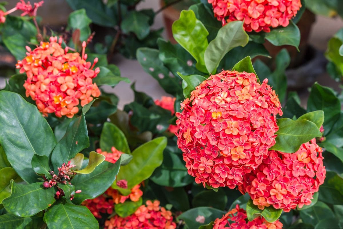 Nurture Your Ixora Tropical Plants with This Essential Guide - Plantisima