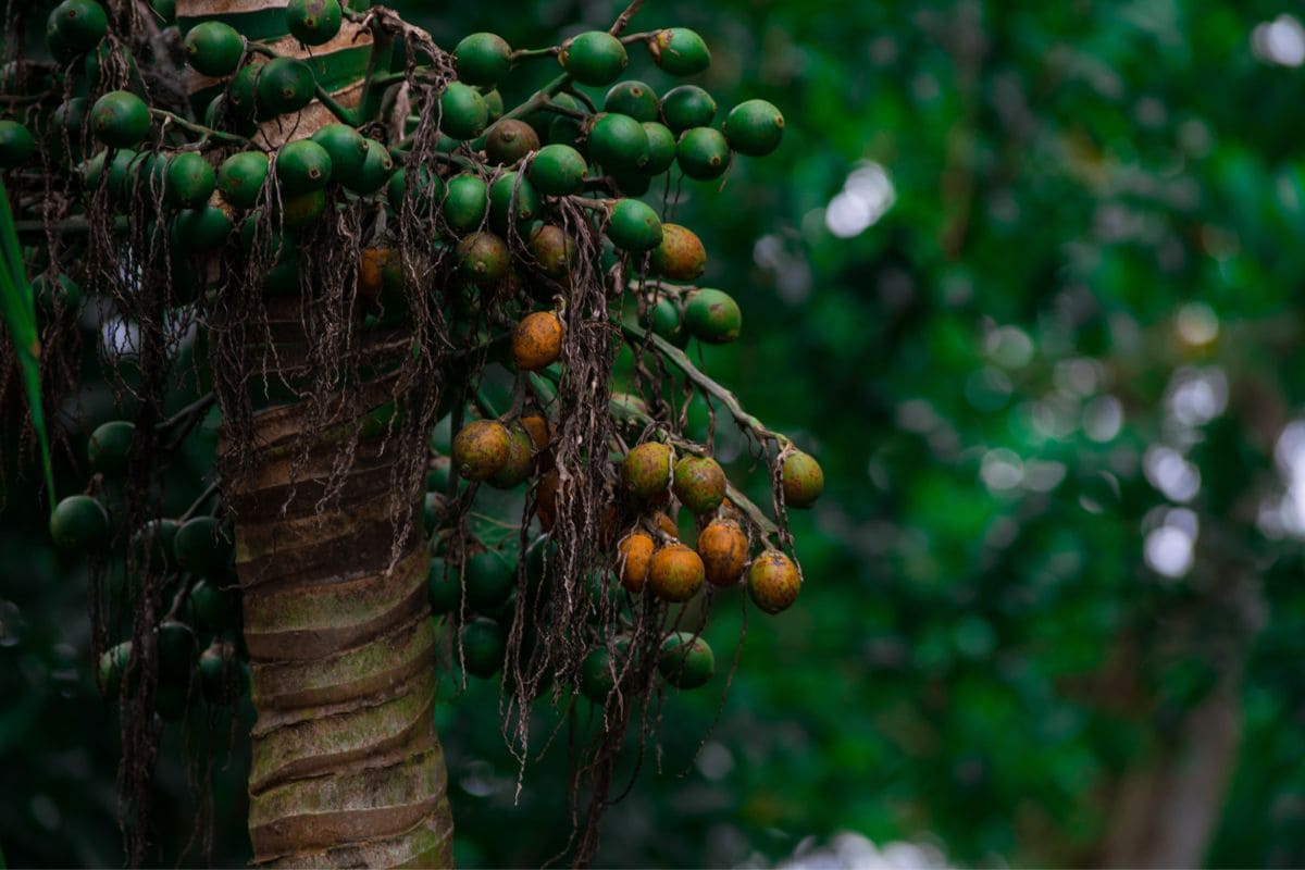 Areca Palm: Choose The Best Golden Cane Palm As Your Hedge Tree