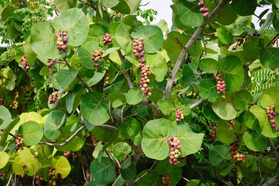 Cheap Sea Grape Tree: Ornamental Shrub Care Guide - Plantisima