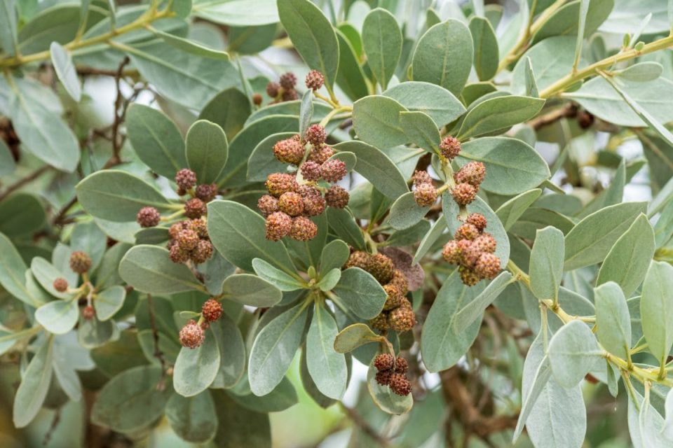 Create a Gorgeous Garden Hedge with Silver Buttonwood Tree