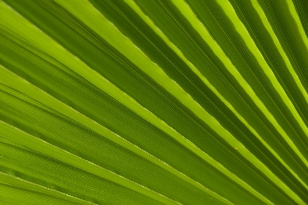 The Best Care Guide For A Coontie Palm That Isn't Really A Palm ...