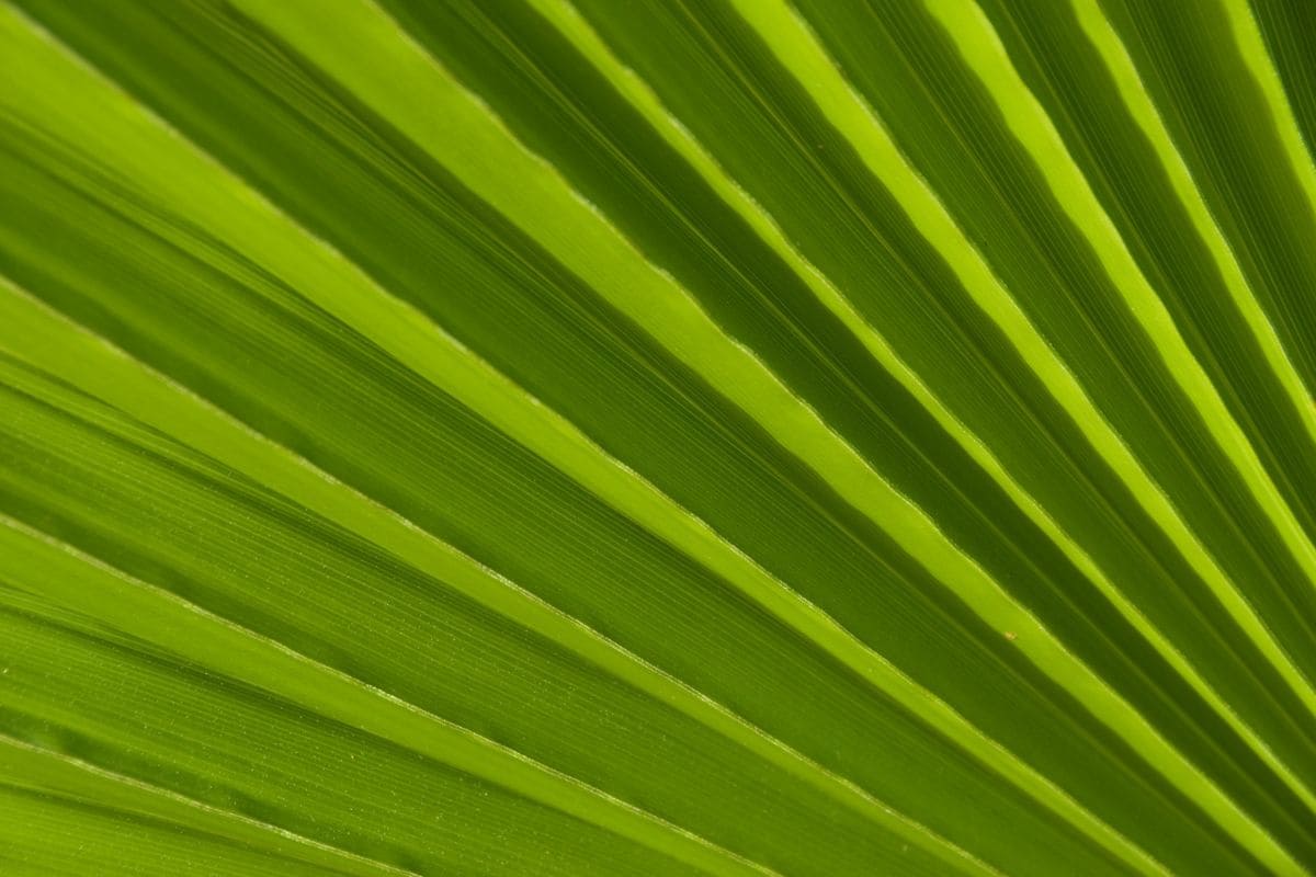 The Best Care Guide For A Coontie Palm That Isn't Really A Palm ...