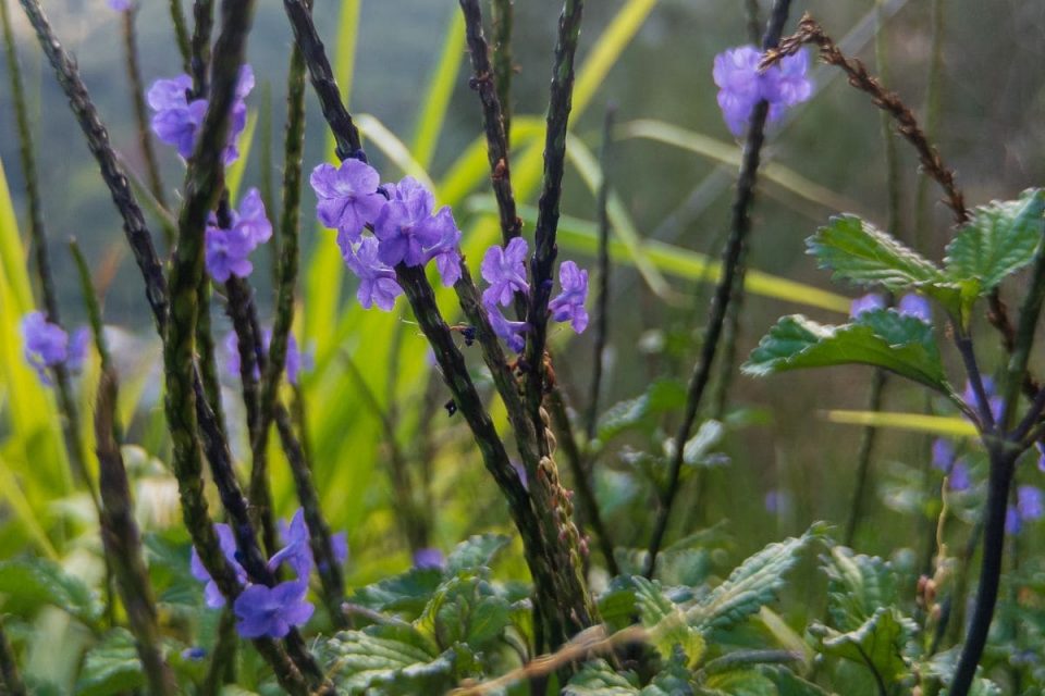Making Beautiful Gardens With Porterweed Plants