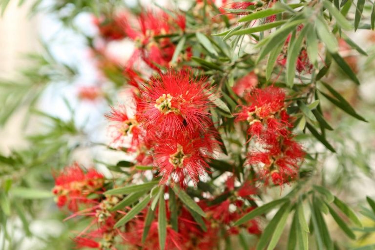 Unique Pink Powder Puff Tree Giving Spirit To Every Garden