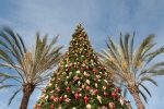 Your New Favorite Christmas Tree the Adonidia Palm - Plantisima