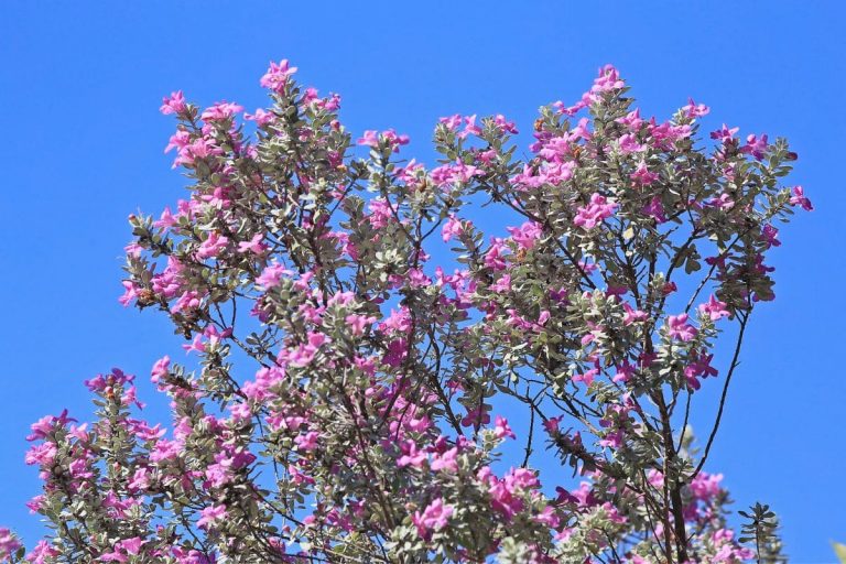 The Texas Sage is a Low-Effort Shrub Suitable for All Yards - Plantisima