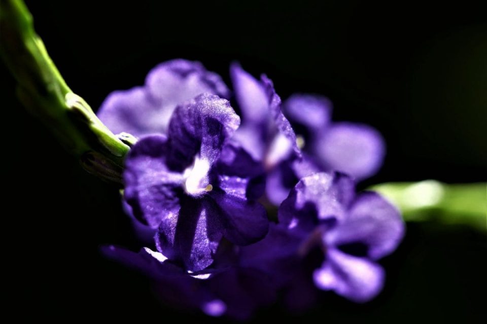 Making Beautiful Gardens With Porterweed Plants