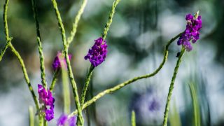 Making Beautiful Gardens With Porterweed Plants