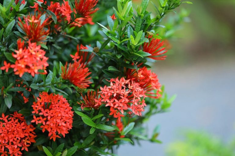 Nurture Your Ixora Tropical Plants With This Essential Guide