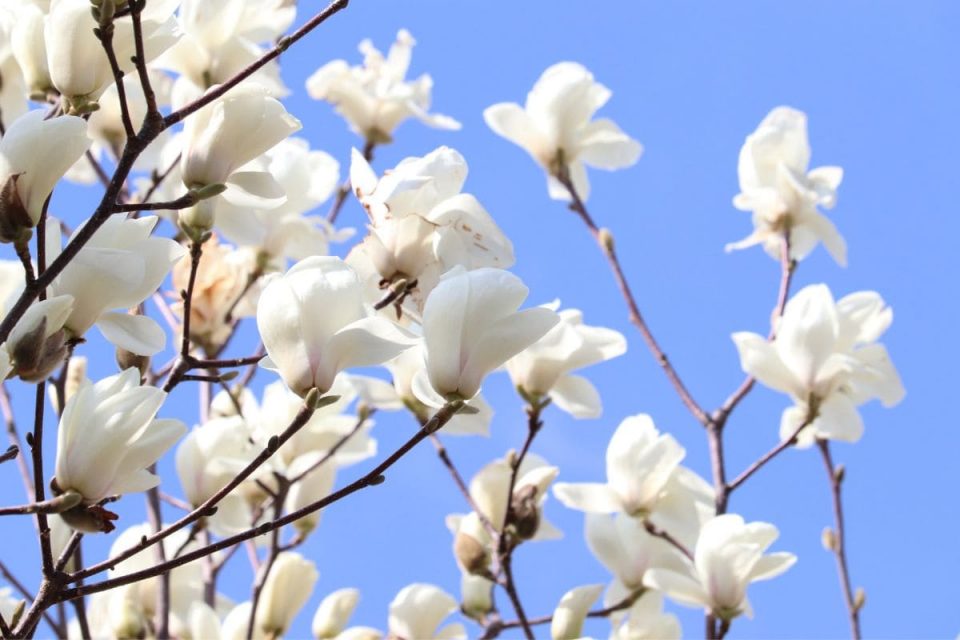 Magnolia Tree Florida: The No1 Southern Natural Beauty - Plantisima