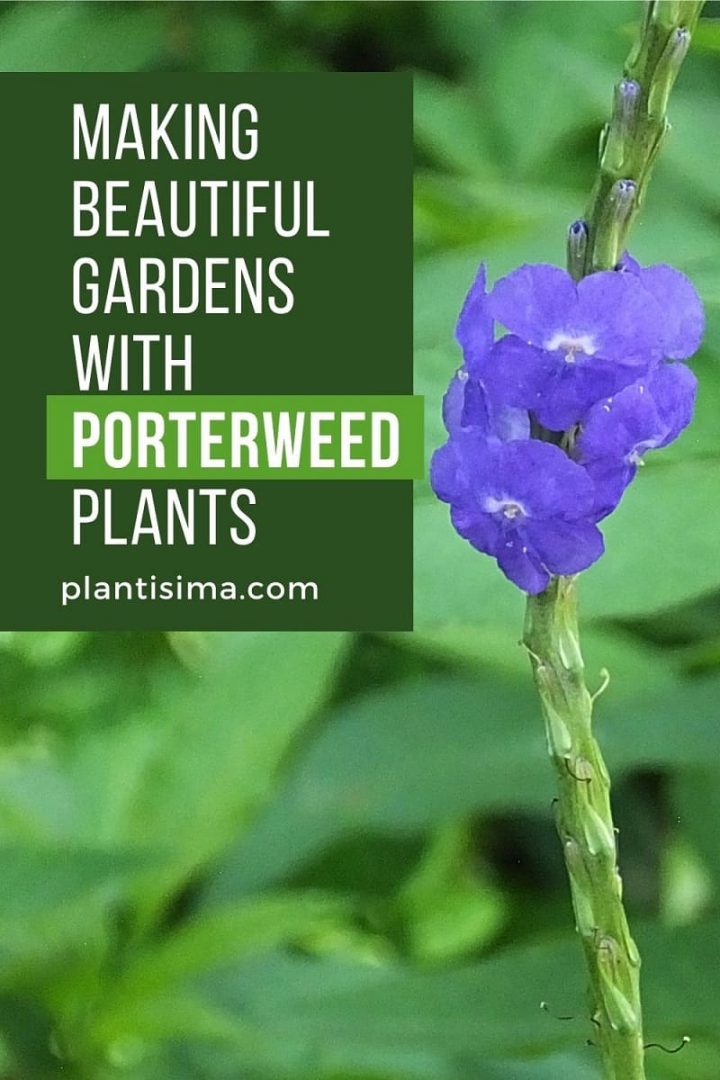 Making Beautiful Gardens With Porterweed Plants