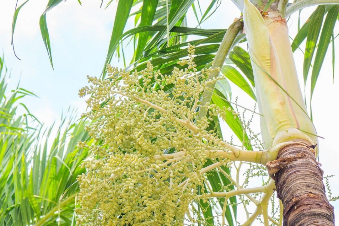 Adonidia Palm: Your Favorite Christmas Palm Tree - Plantisima