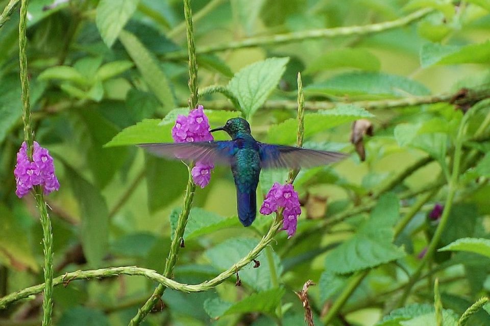 Making Beautiful Gardens With Porterweed Plants