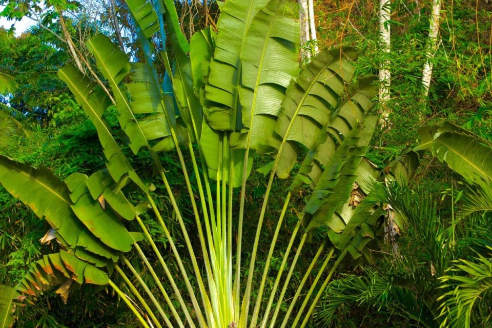 Travelers Palm Care Guide & Thirsty Travelers Story - Plantisima