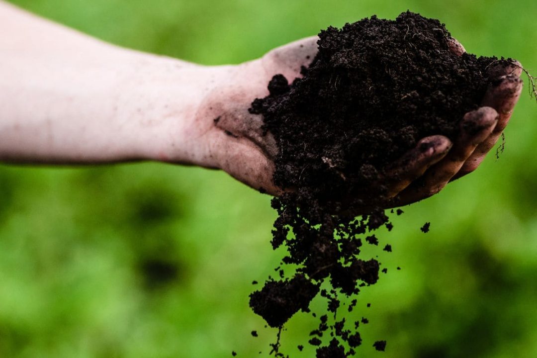 Growing And Caring For A Ribbon Palm: Tips And Tricks For A Healthy And ...