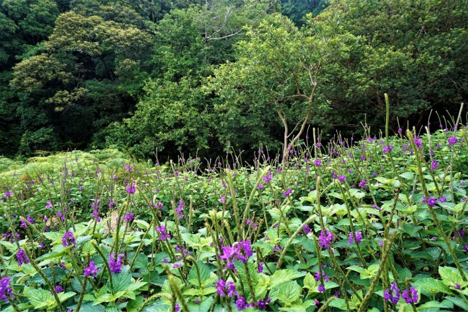 Making Beautiful Gardens With Porterweed Plants