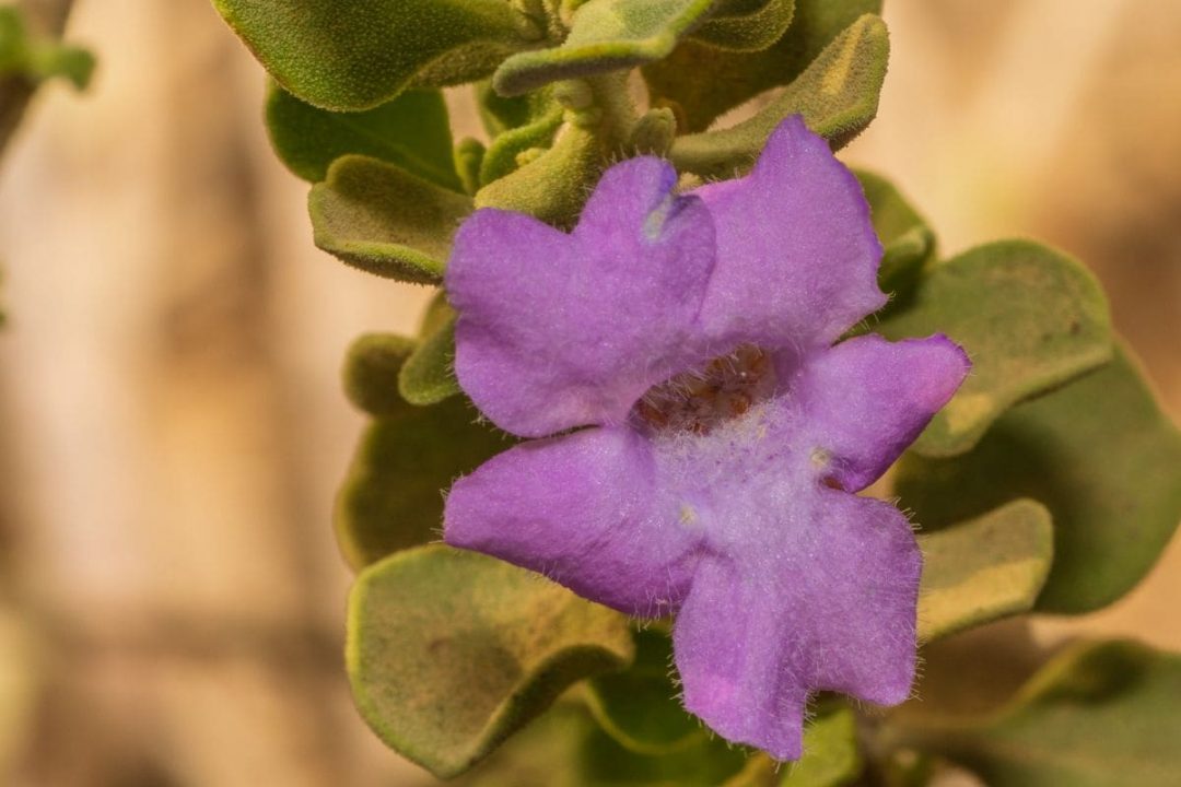 The Texas Sage is a Low-Effort Shrub Suitable for All Yards - Plantisima