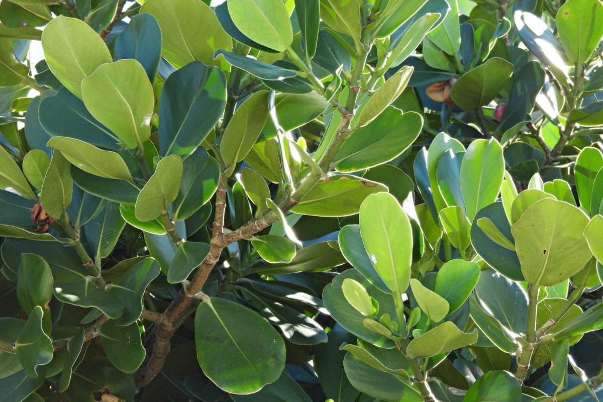 Clusia: How To Take Care Of The Special Clusia Species - Plantisima