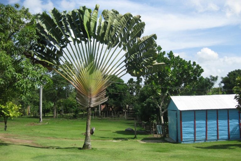 Travelers Palm Care Guide & Thirsty Travelers Story - Plantisima