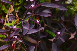 Does A Purple Queen Plant Deserve Its Amazing Crown? - Plantisima