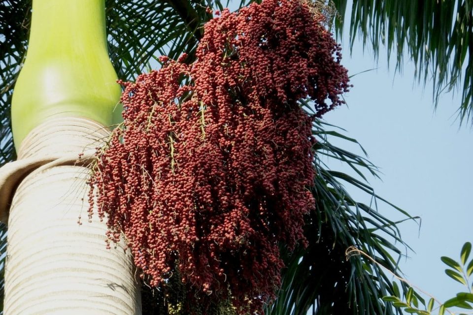 Say Goodbye to Yard Mess with Alexander Palms: The Self-Cleaning Palm ...