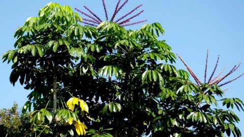 Umbrella Tree Florida: The Best Exotic Plant For Your Graden - Plantisima