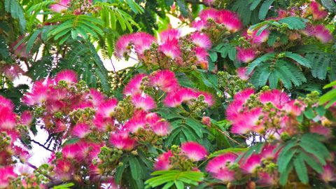 Unique Pink Powder Puff Tree Giving Spirit To Every Garden