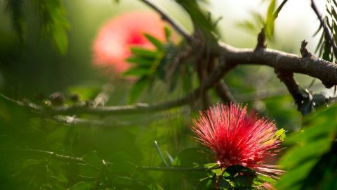 Unique Pink Powder Puff Tree Giving Spirit To Every Garden - Plantisima