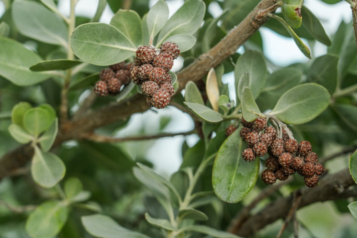 Create a Gorgeous Garden Hedge with Silver Buttonwood Tree