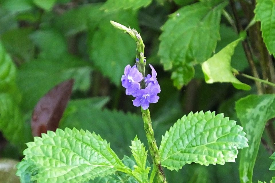 Making Beautiful Gardens With Porterweed Plants