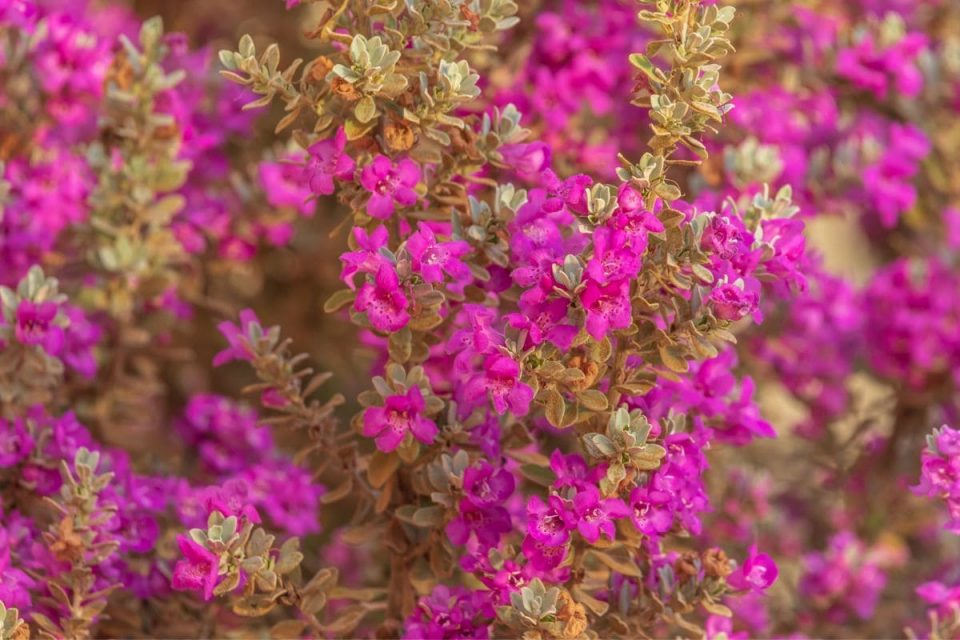 The Texas Sage is a Low-Effort Shrub Suitable for All Yards - Plantisima