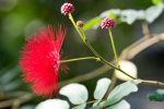 Unique Pink Powder Puff Tree Giving Spirit To Every Garden
