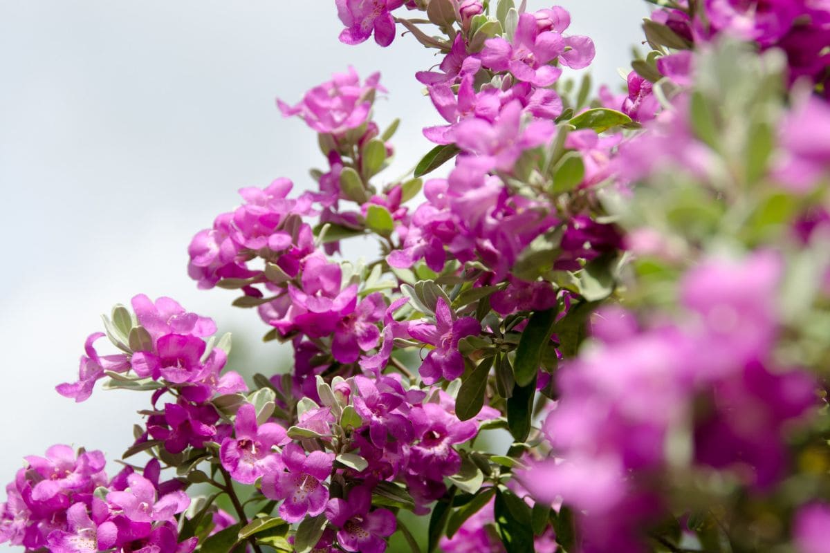 The Texas Sage is a Low-Effort Shrub Suitable for All Yards - Plantisima