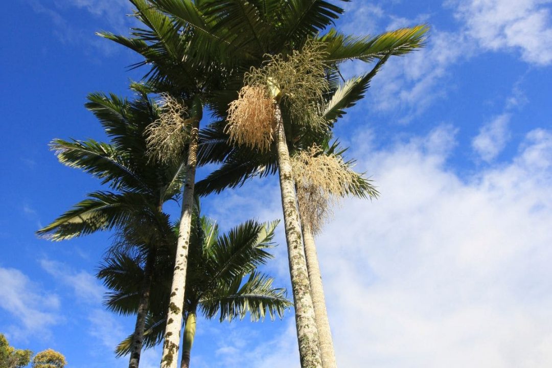 Say Goodbye to Yard Mess with Alexander Palms: The Self-Cleaning Palm ...