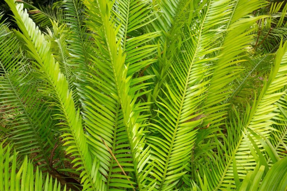 The Best Care Guide For A Coontie Palm That Isn't Really A Palm ...