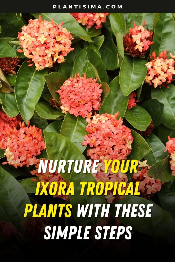 Nurture Your Ixora Tropical Plants with This Essential Guide - Plantisima