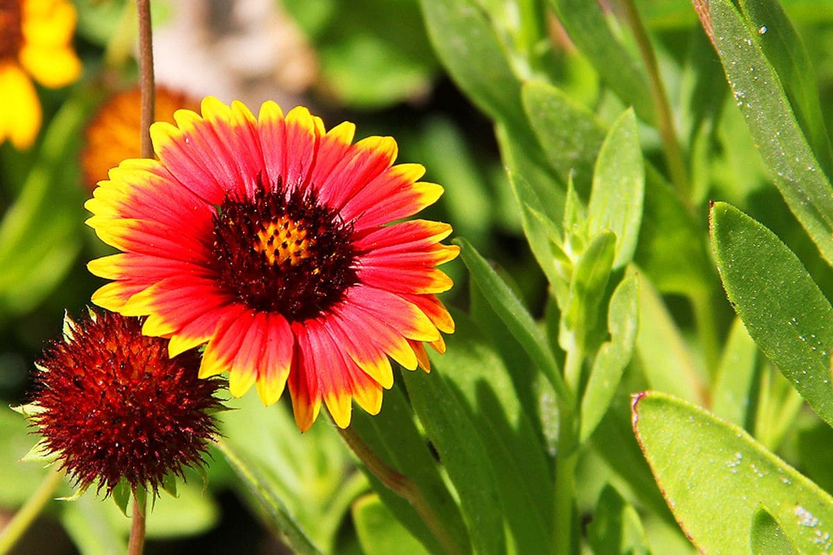 Top 9 Low Maintenance Florida Plants With Care Guide - Plantisima