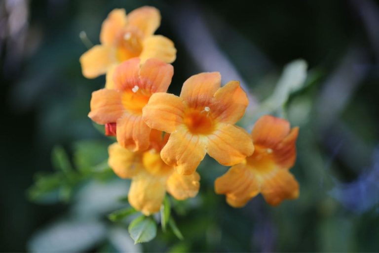 Florida Vines: The Best 9 Native Species - Plantisima