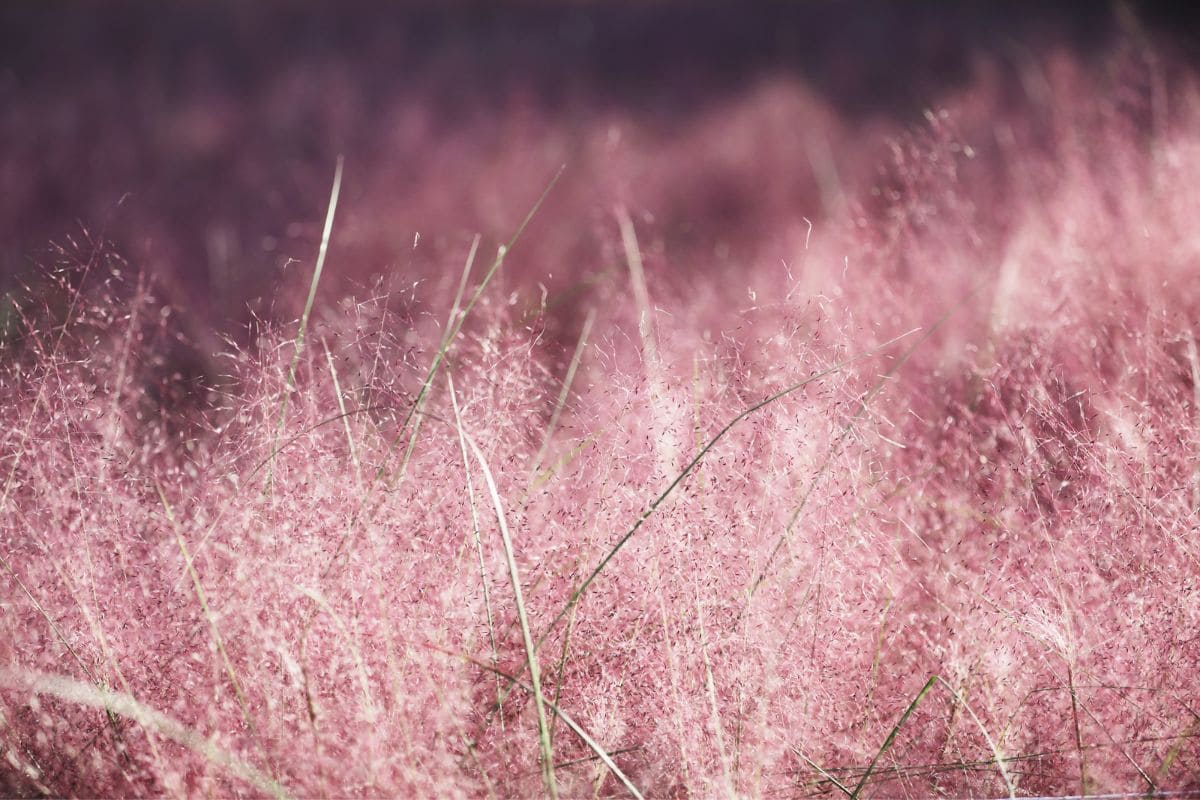 9 Vibrant Florida Native Plants To Enhance Your Outdoor Decor