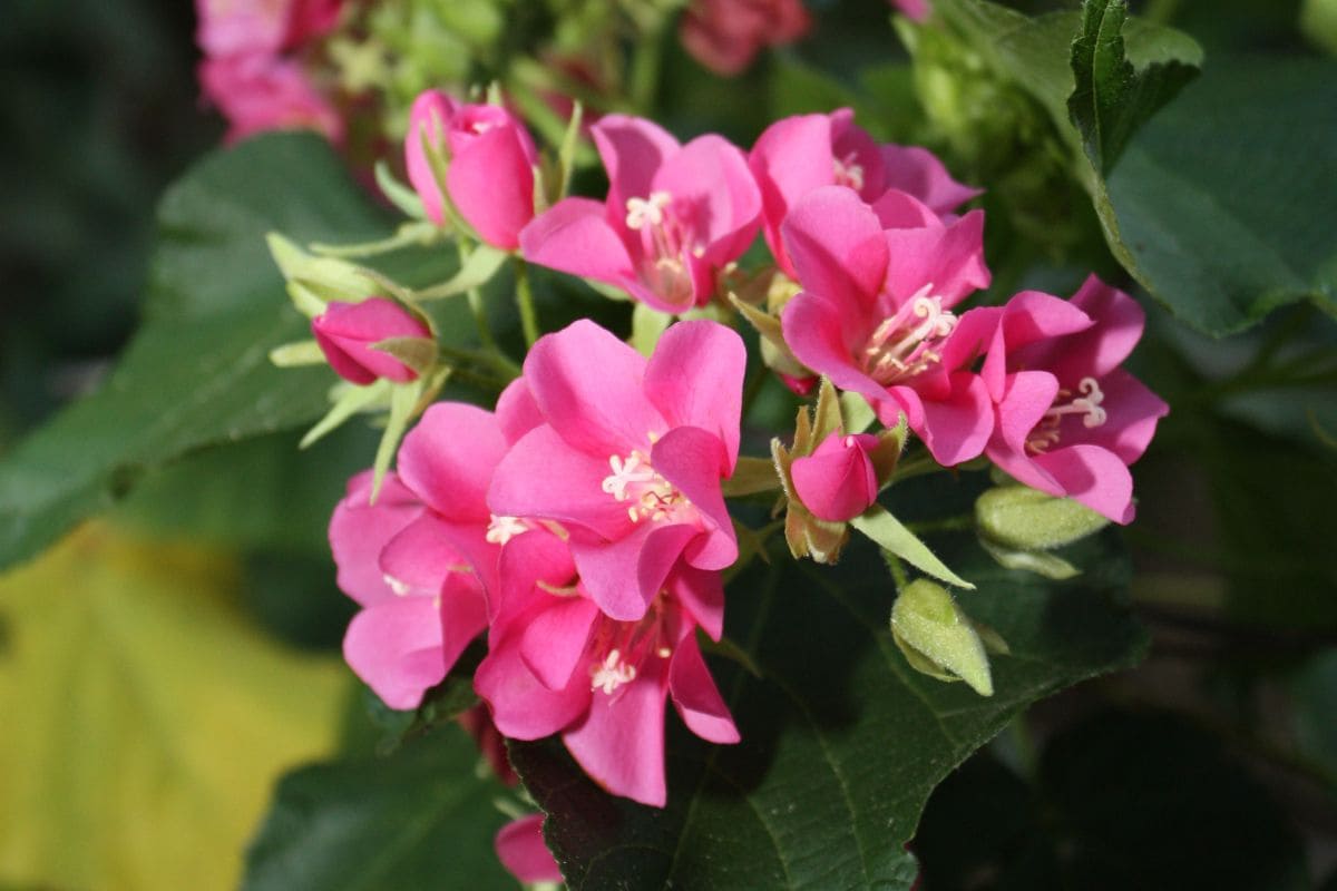 South Florida Butterfly Plants: TOP 11 Garden Flowers - Plantisima