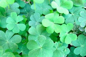 Are Gnomes Good Luck? Mythical Creatures Secret Stories - Plantisima
