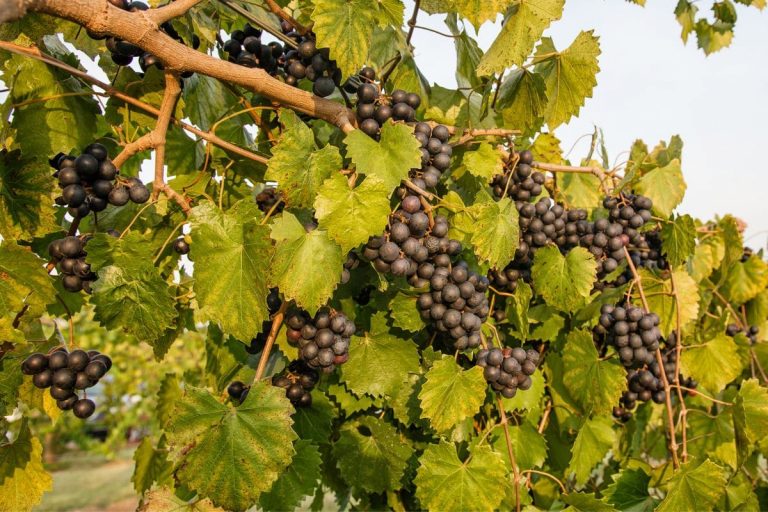 Florida Vines: The Best 9 Native Species - Plantisima