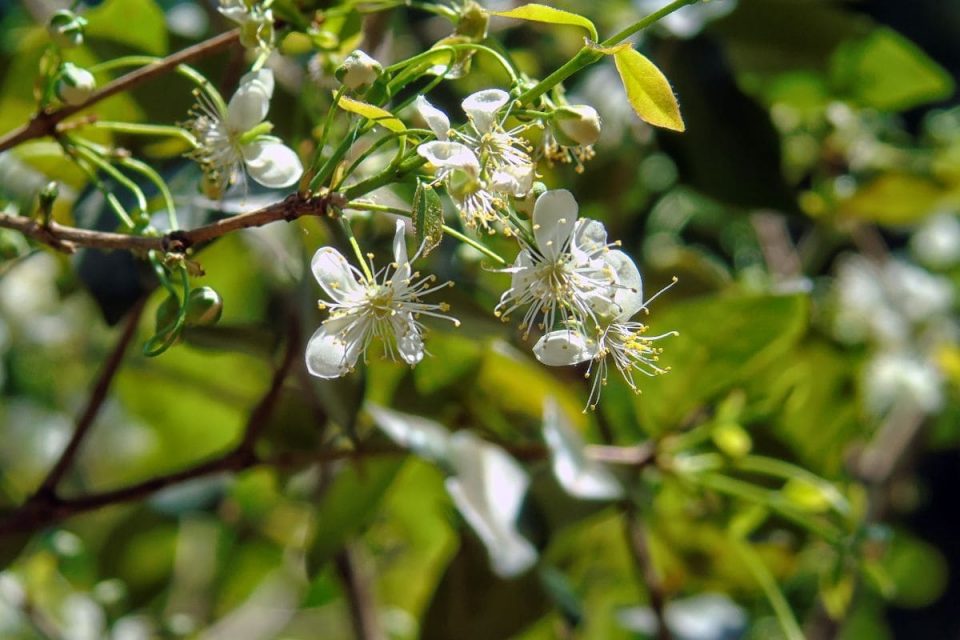 7 Small Flowering Trees Every Florida Gardener Will Love - Plantisima