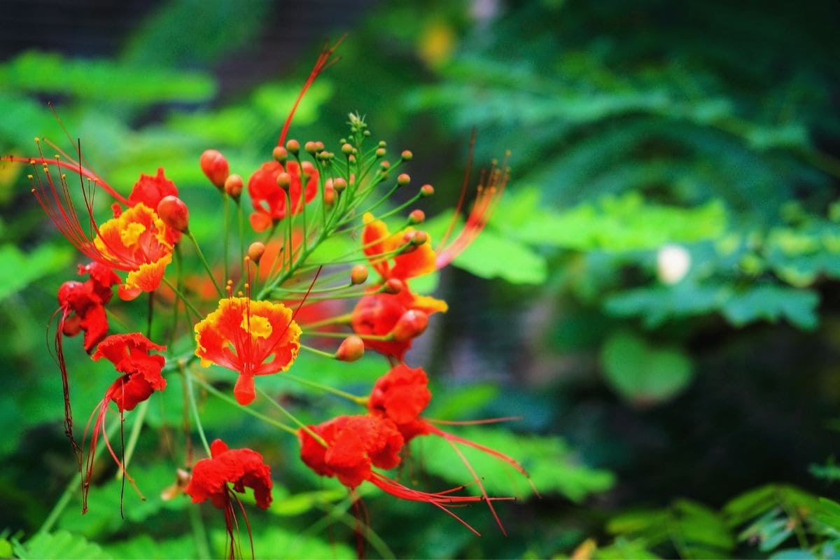 7 Small Flowering Trees Every Florida Gardener Will Love - Plantisima