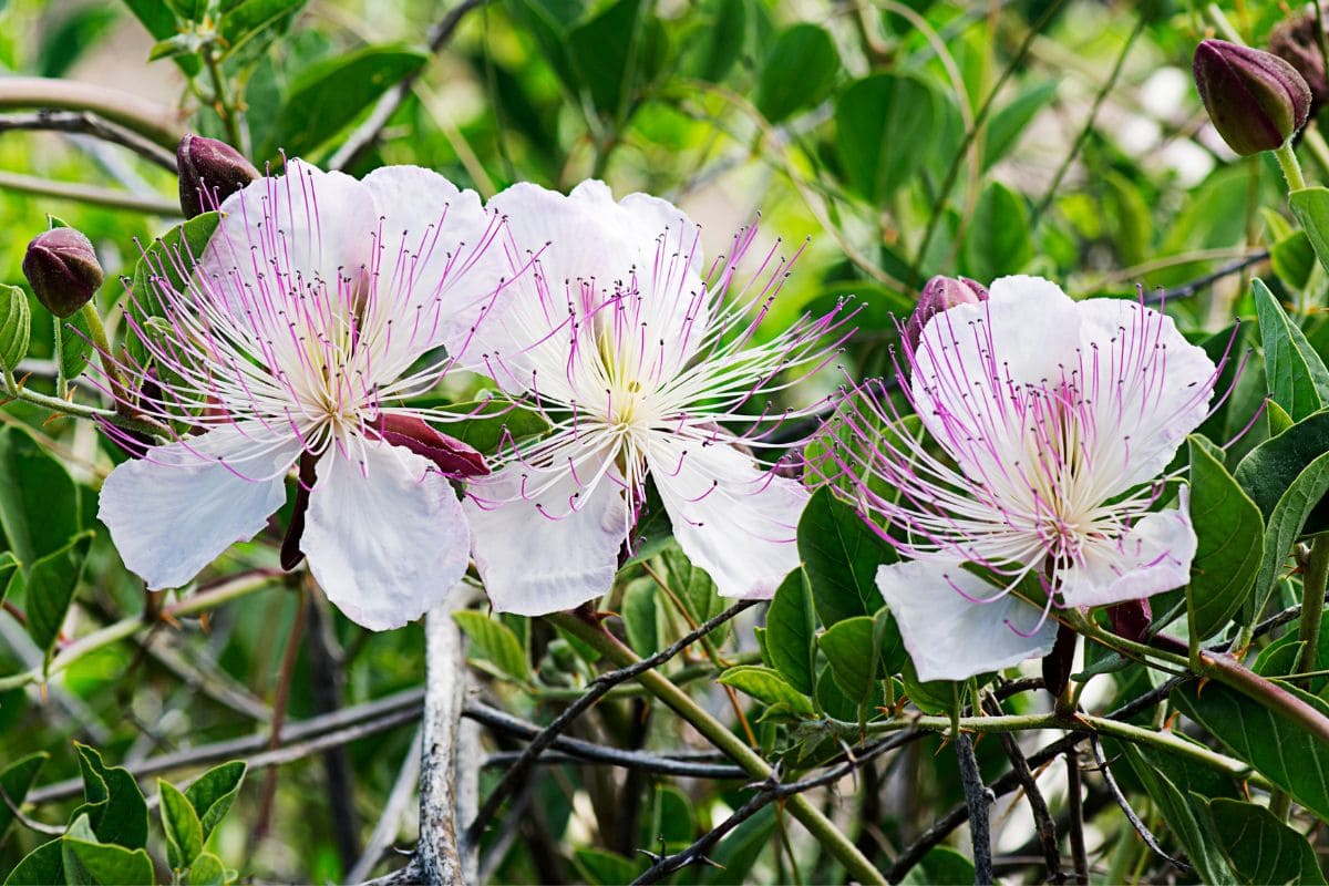 7 Small Flowering Trees Every Florida Gardener Will Love - Plantisima