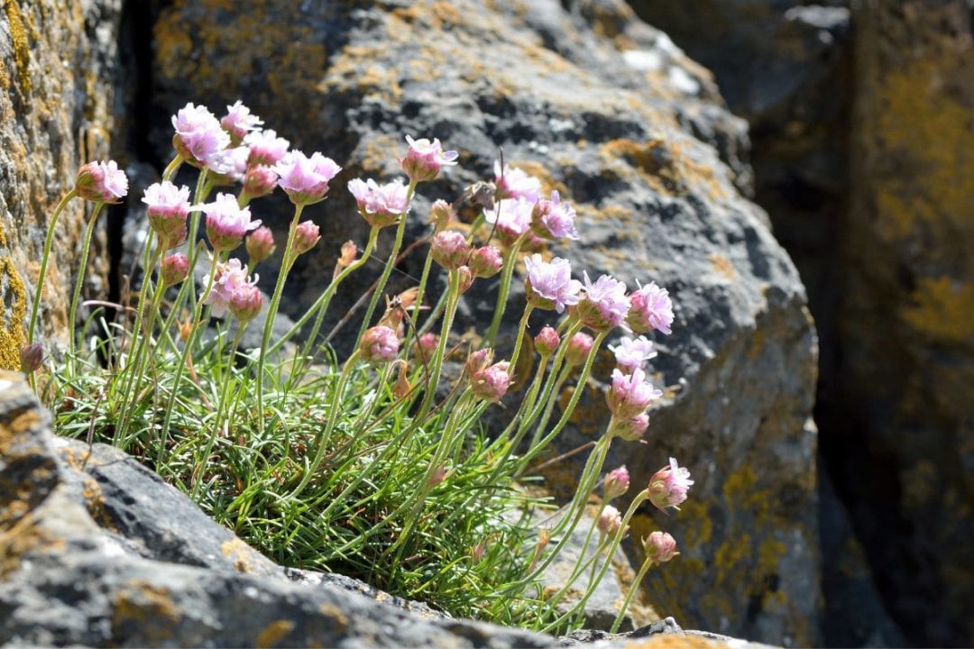 Grow a Stunning Beach Garden Like a Pro with Our Help