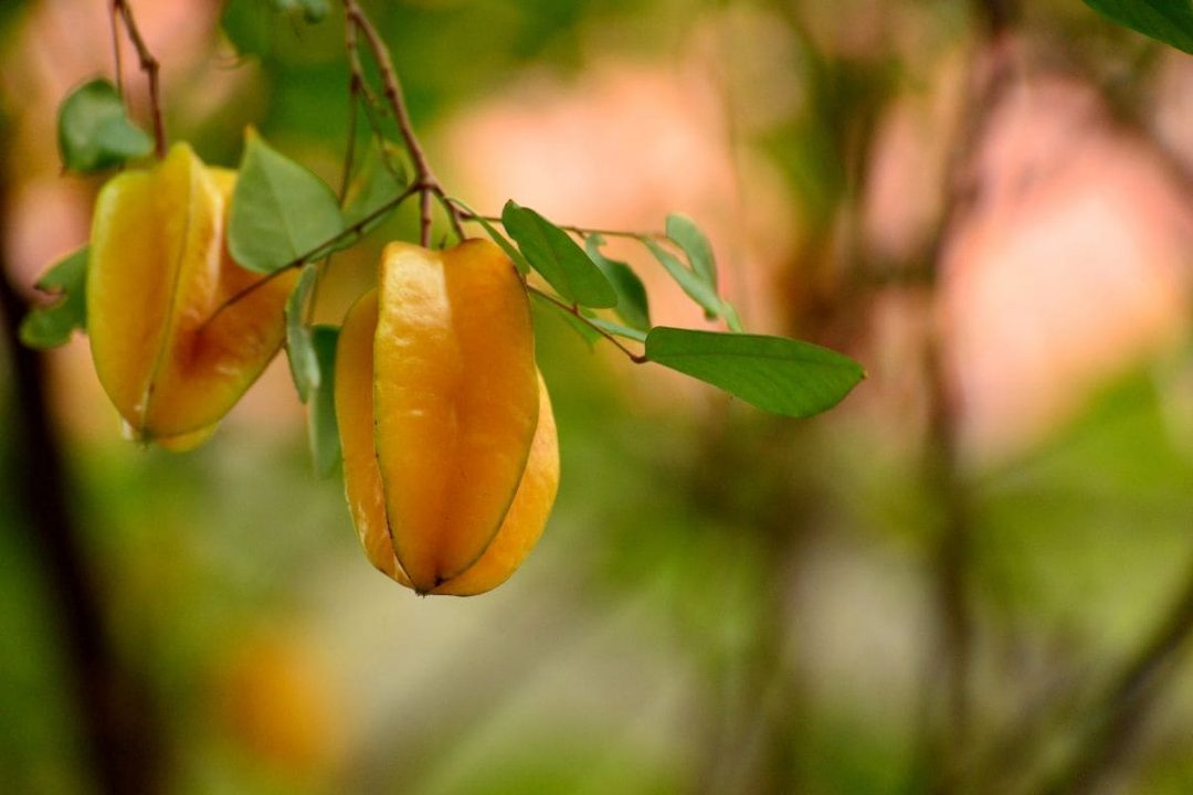 Grow a Stunning Beach Garden Like a Pro with Our Help